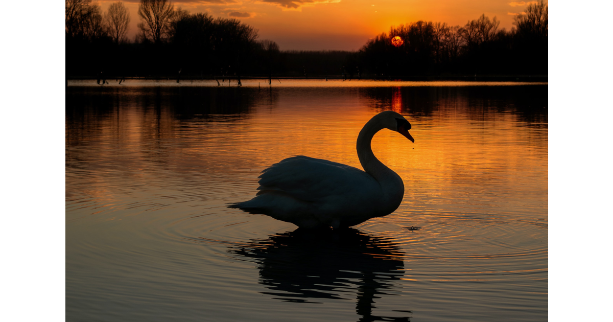 Sustainability in the age of the grey swan | Candriam